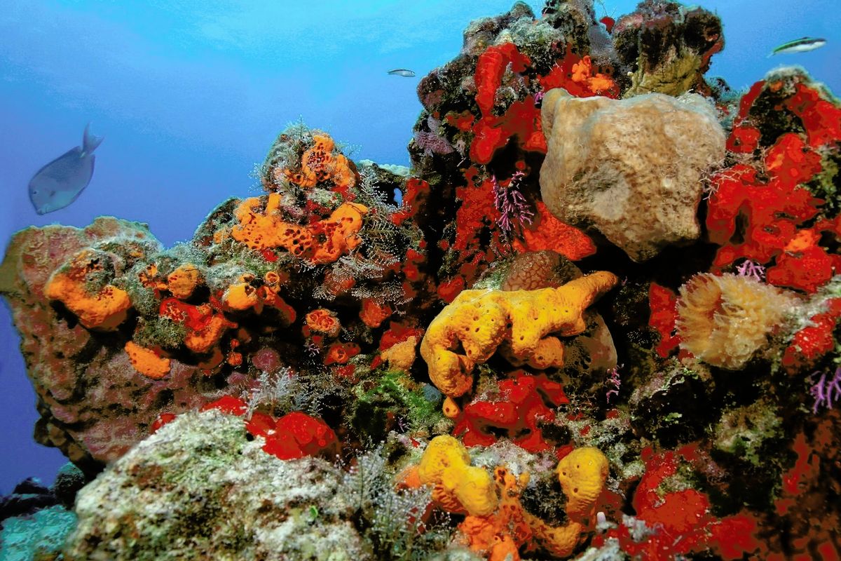 Deep sea sponges- the future of antimicrobials? | AMI